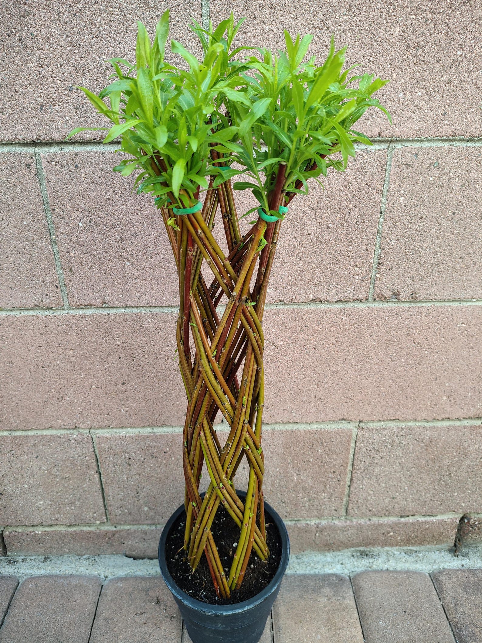Hand Woven Living Braided Willow Live Plant + FREE 1 Plant Food - Etsy