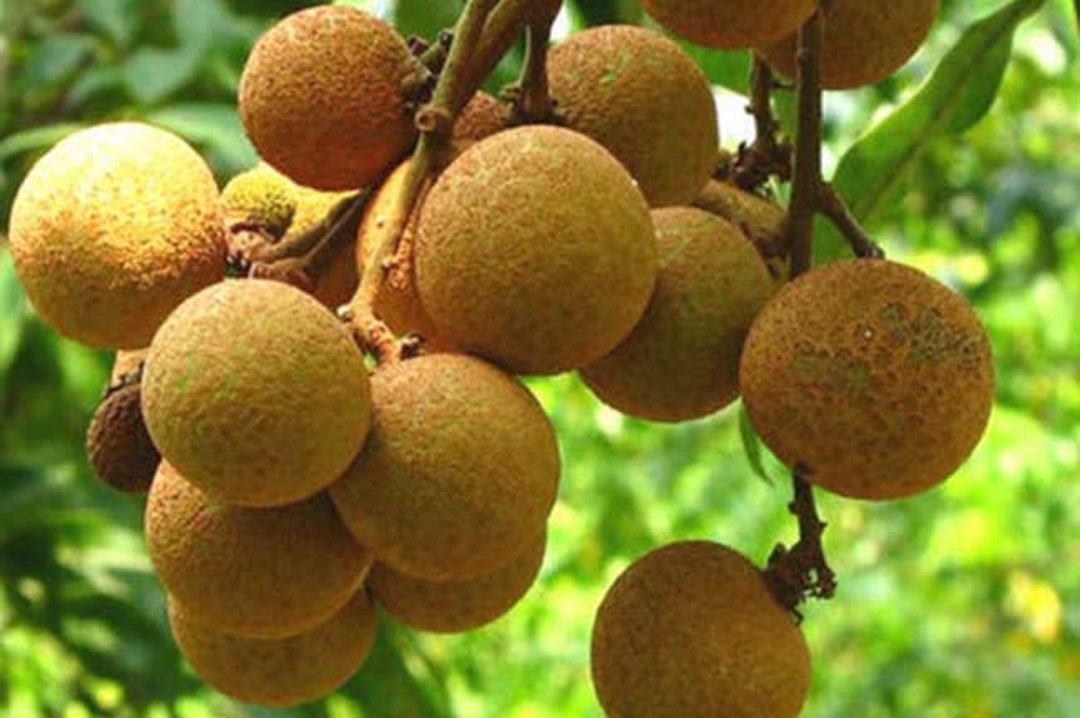 Longan Fruit Tree ( Kohala) Tropical Fruit Tree - Etsy