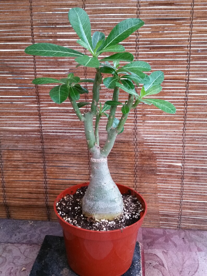 Taiwan Adenium Obesum ( Desert Rose) Live Plant/purple - Etsy