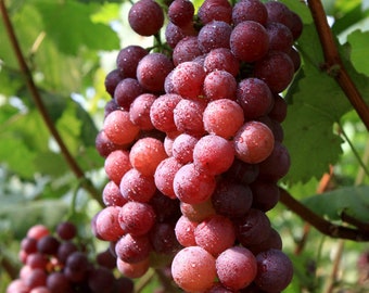 Flame Seedless Red Grape CATAWBA GRAPE Almost 3ft Vine . - Etsy