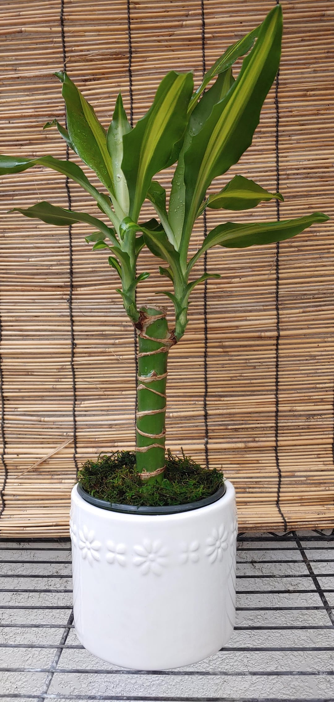 Dracaena Fragrans Live Plant + FREE 1 Plant Food - Etsy