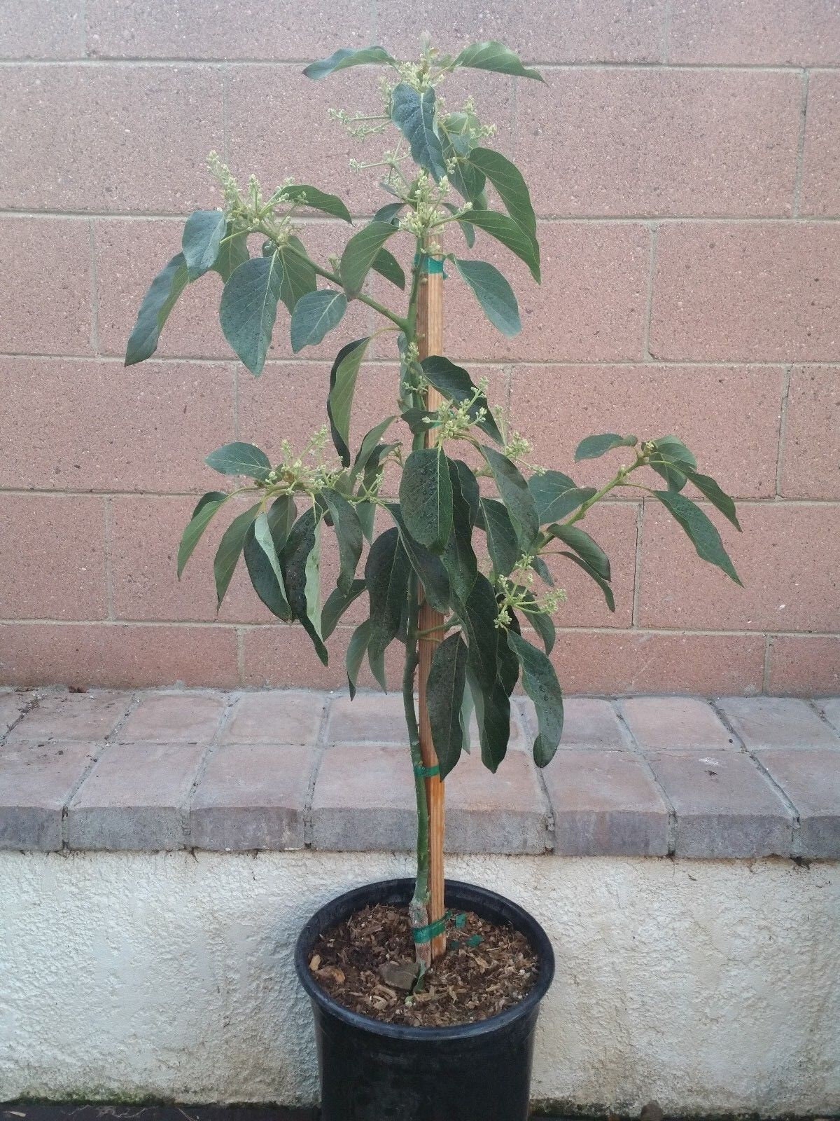 Avocado Dwarf (little Cado) Grafted Plants - Etsy