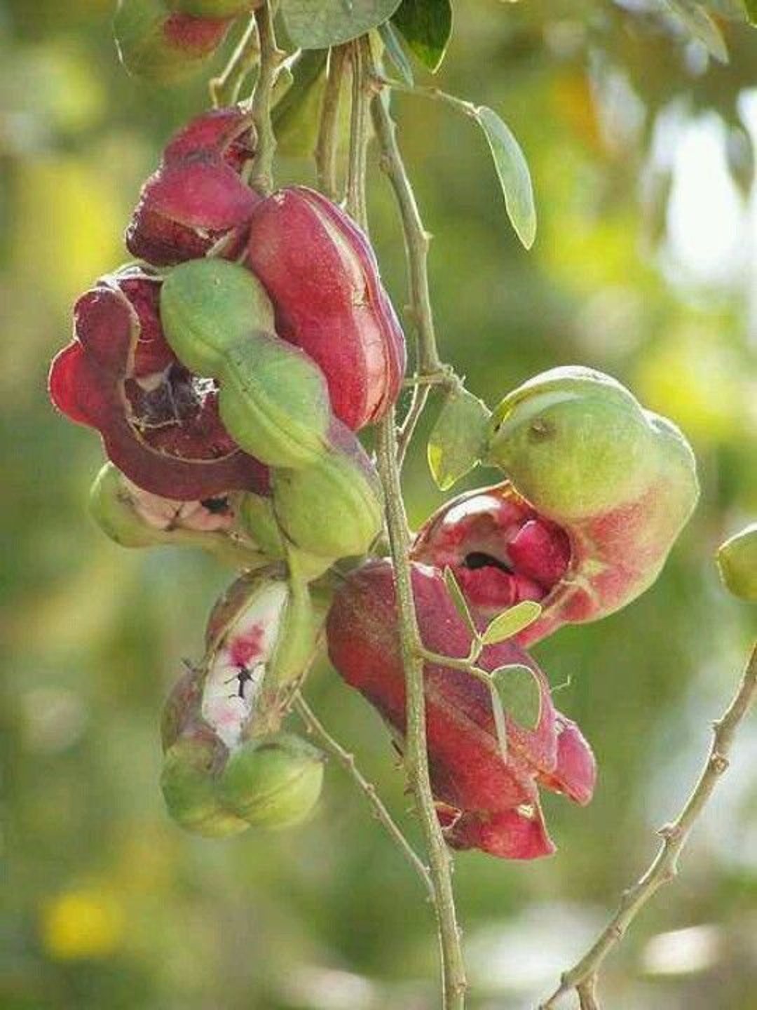 Guamuchil (pithecellobium Dulce) Live Plant - Etsy