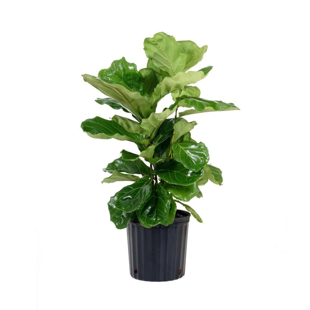 Fiddle-leaf Fig / Ficus Lyrata Plant FREE 1 Plant Food - Etsy