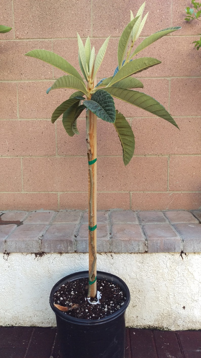 Loquat (big Jim) Tropical Fruit Tree - Etsy