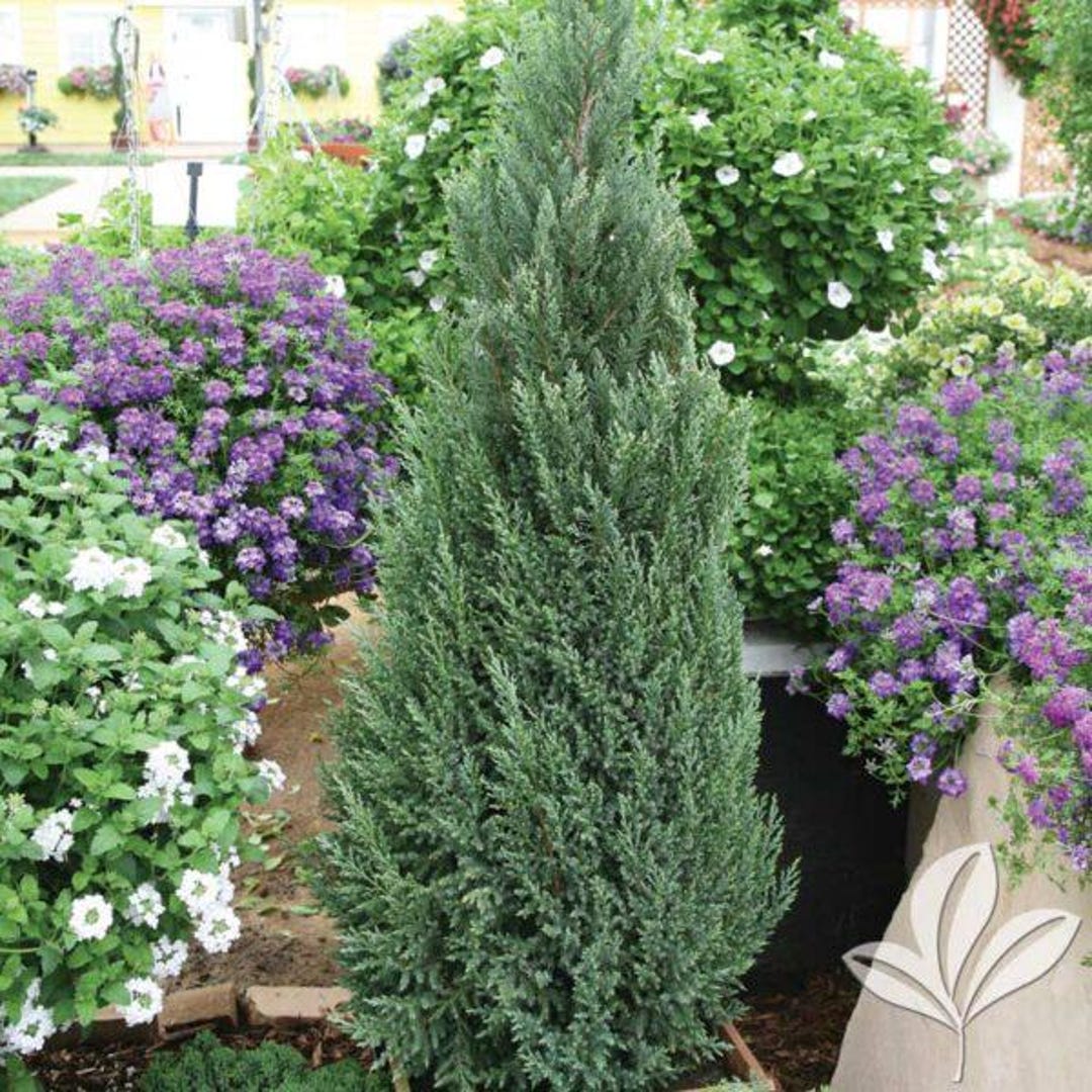 Blue Point Juniper Live Plant - Etsy