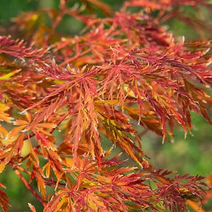 Japanese Maple (crimson Queen) Live Plants - Etsy