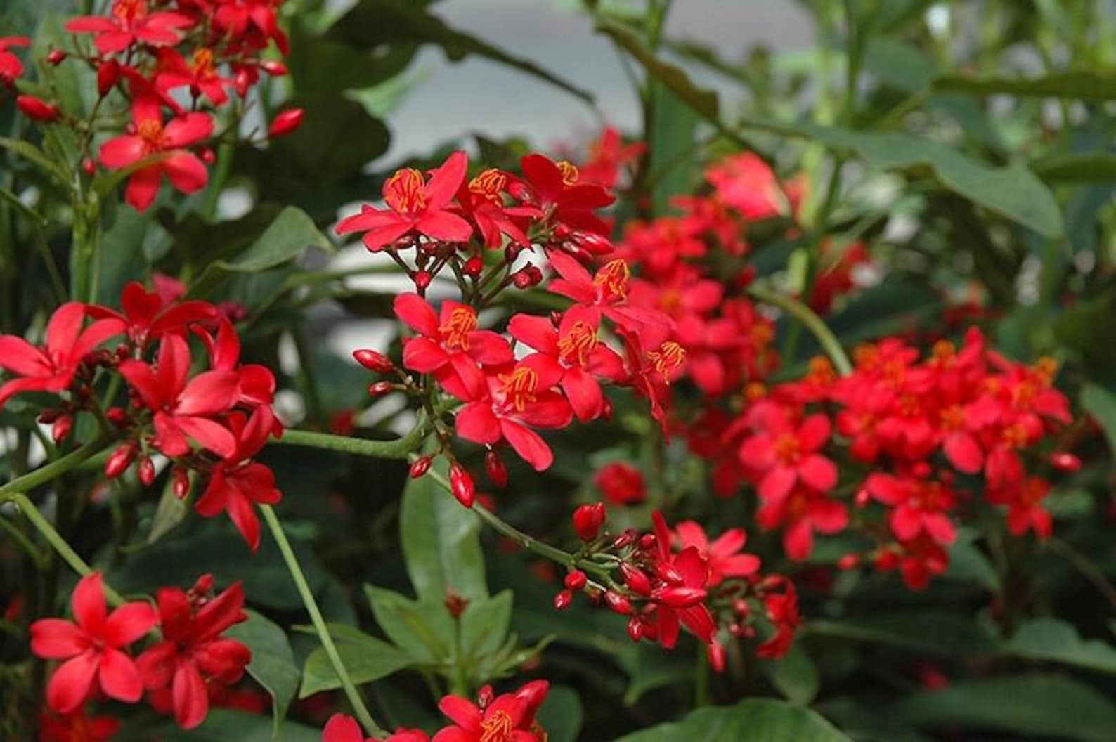 Jatropha Integerrima Red Peregrina Spicy Jatropha Live Plant - Etsy