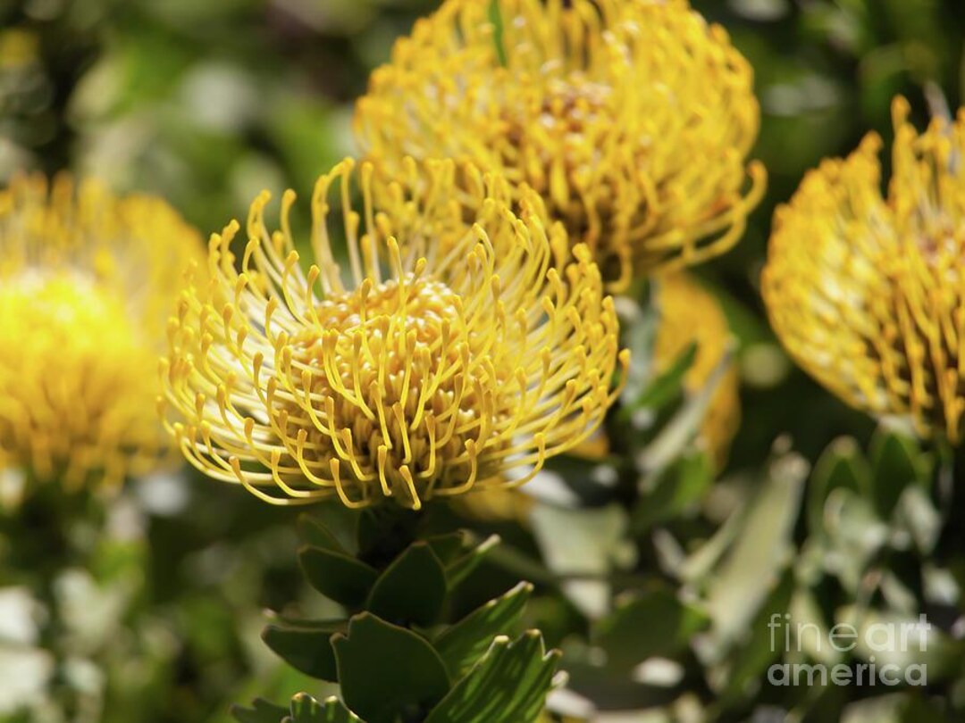 Leucospermum Flower Live Plants - Etsy