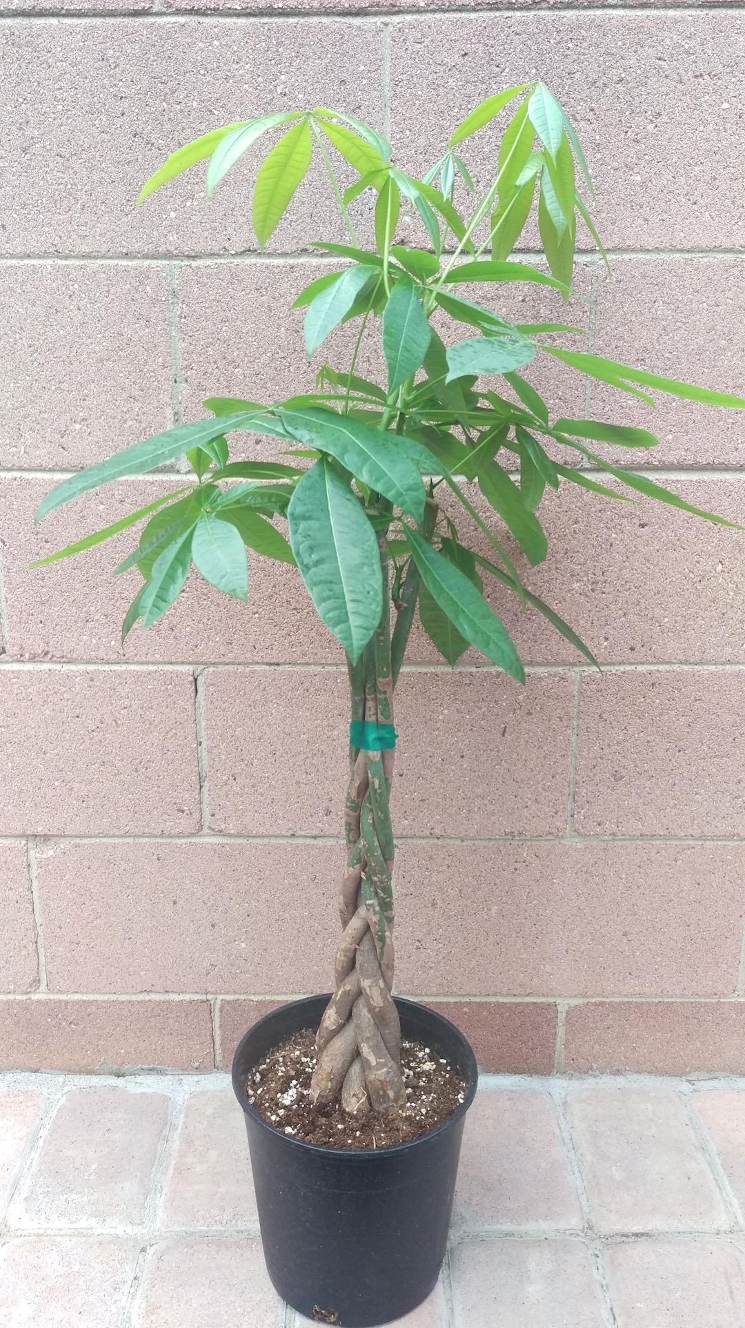 Money Tree / Feng Shui Plant / Good Luck Tree + FREE 1 Plant Food - Etsy