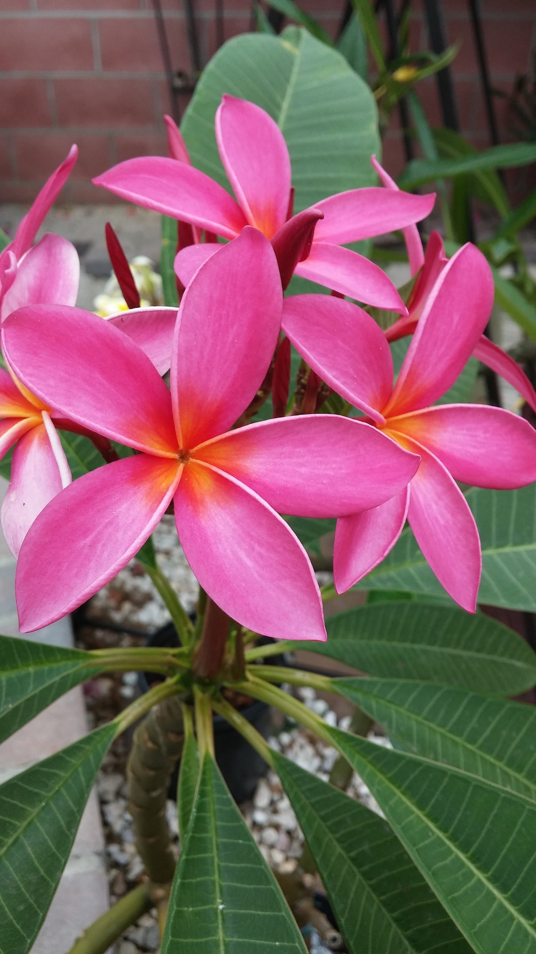 Rooted Pink Plumeria Plant (KANEOHE SUNSET) - Etsy