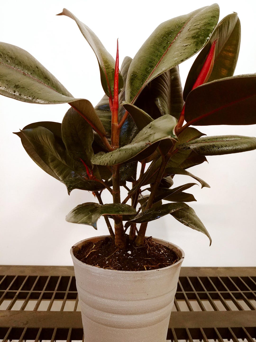 Burgundy Rubber Live Plant + FREE 1 Plant Food - Etsy