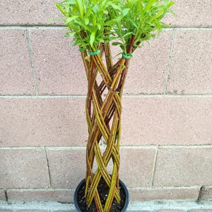 Hand Woven Living Braided Willow Live Plant + FREE 1 Plant Food - Etsy