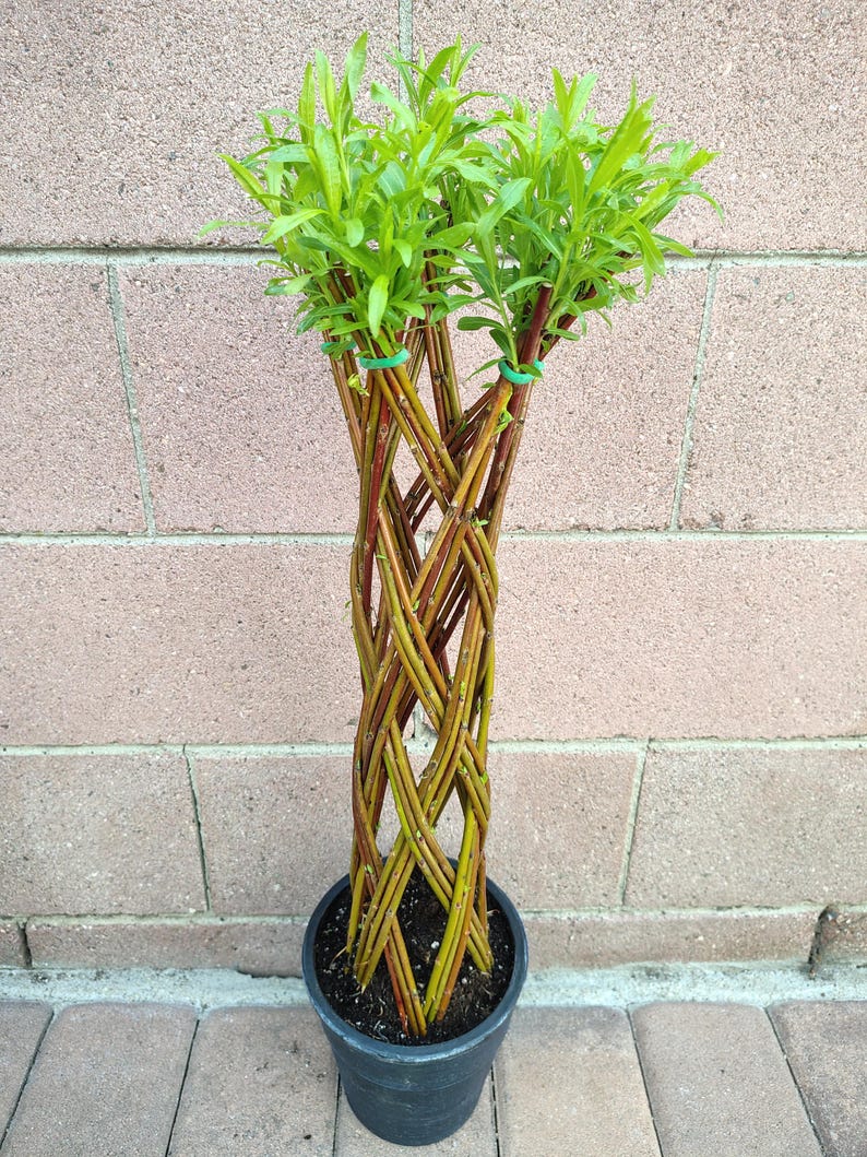 Hand Woven Living Braided Willow Live Plant + FREE 1 Plant Food - Etsy