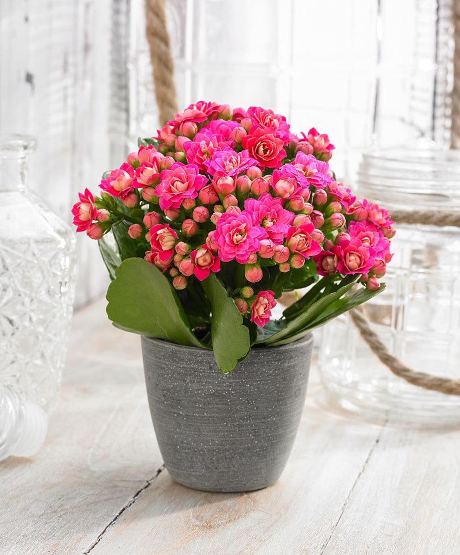 Kalanchoe Blossfediana Live Plants + FREE 1 Plant Food - Etsy