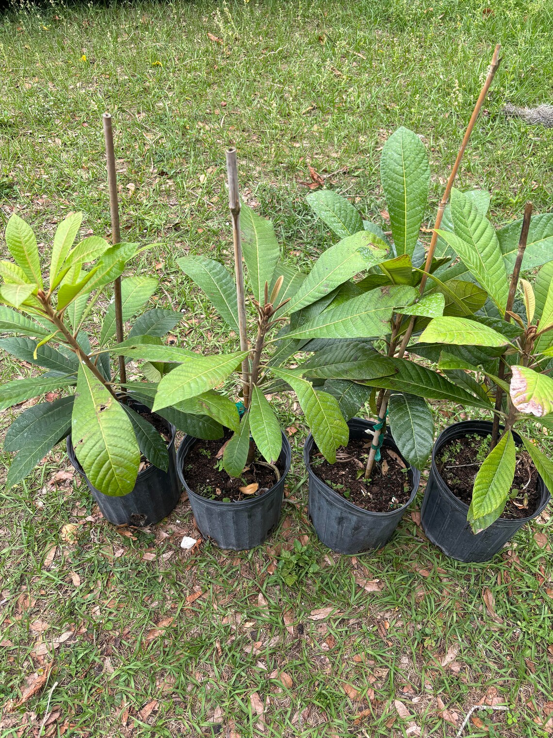 Mamey Sapote Tree - Grafted - Key West 3gl - Etsy