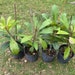 Mamey Sapote Tree - Grafted - Key West 3gl - Etsy
