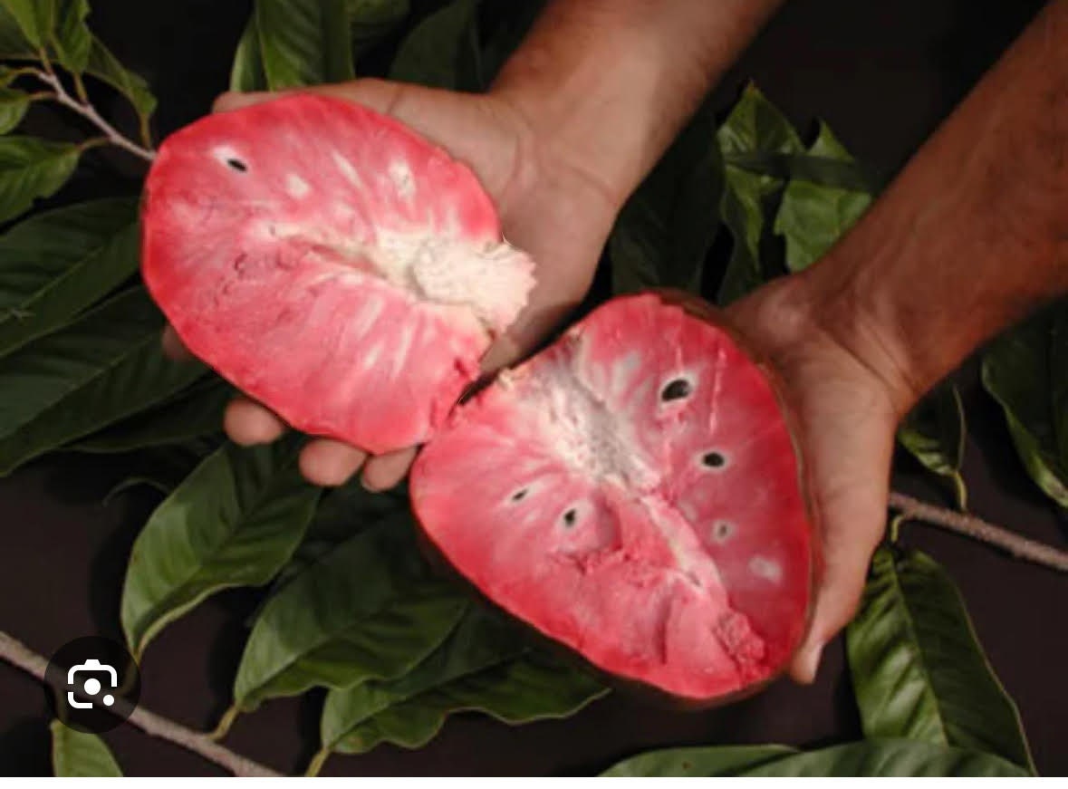 Red Custard Apple Tree - 3 G - Etsy