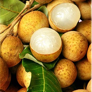 Longan Kohala Tree - Airlayer - Etsy