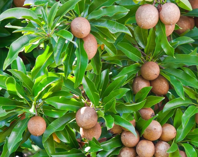 Sapodilla, Nispero, Chico, ALANO Tree, Grafted - Etsy