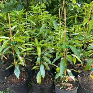 Manila - Carabao - Filipino - Mango Tree - Grafted - Etsy