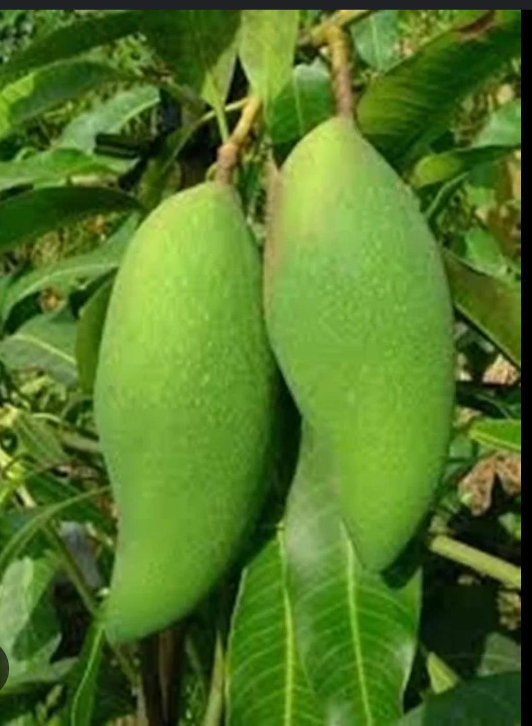 Pim Seng Mun Mango Tree Grafted - Etsy