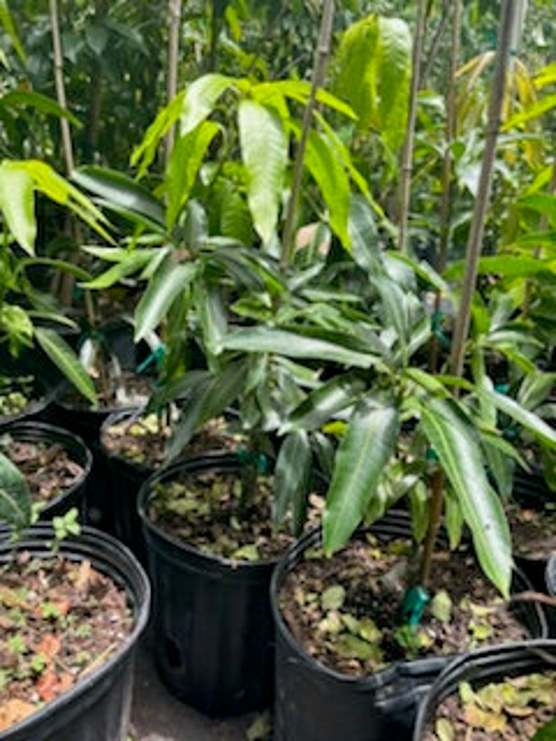 Valencia Pride Mango Tree - Grafted - Etsy