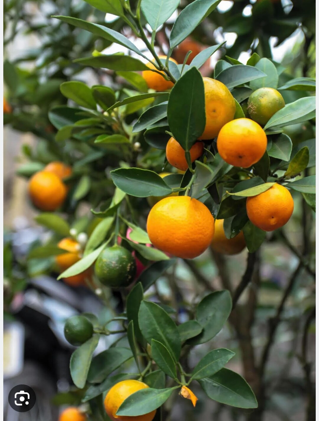 Calamansi Plant - Etsy