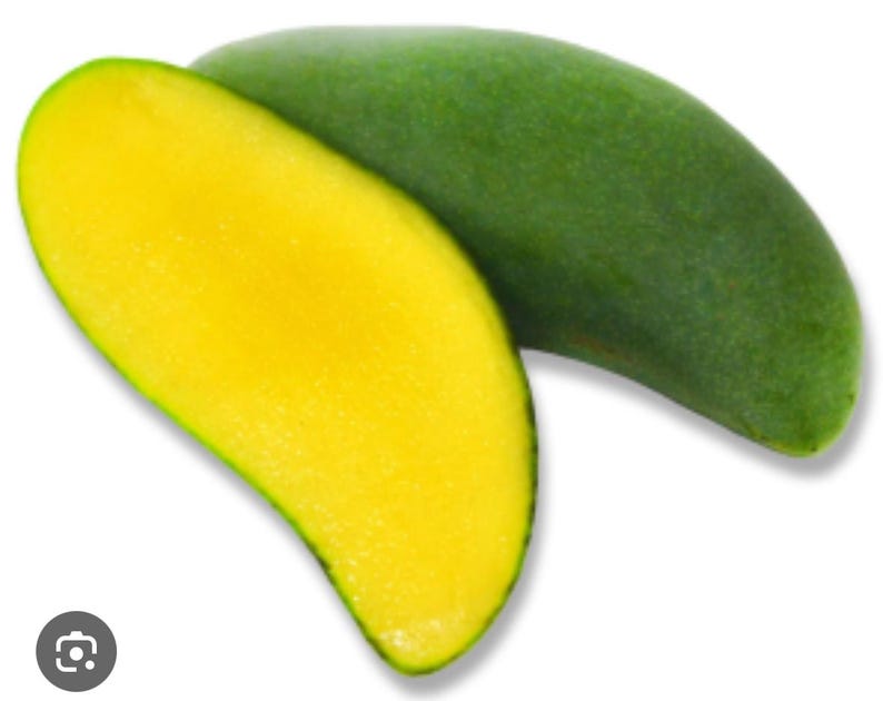 Keo Savoy Mango Tree Grafted - Etsy