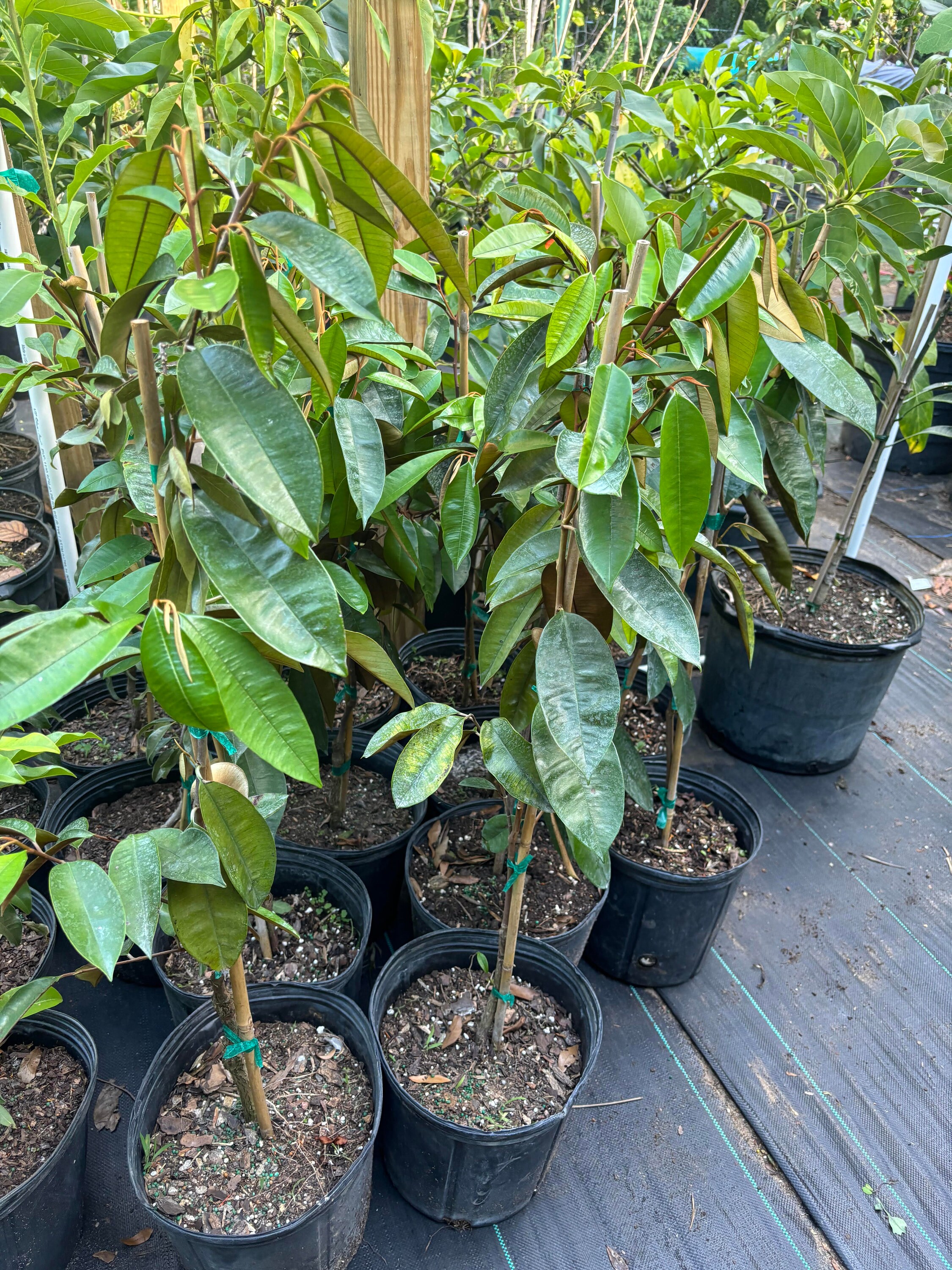 Star Apple Purple - Caimito - Grafted - Etsy