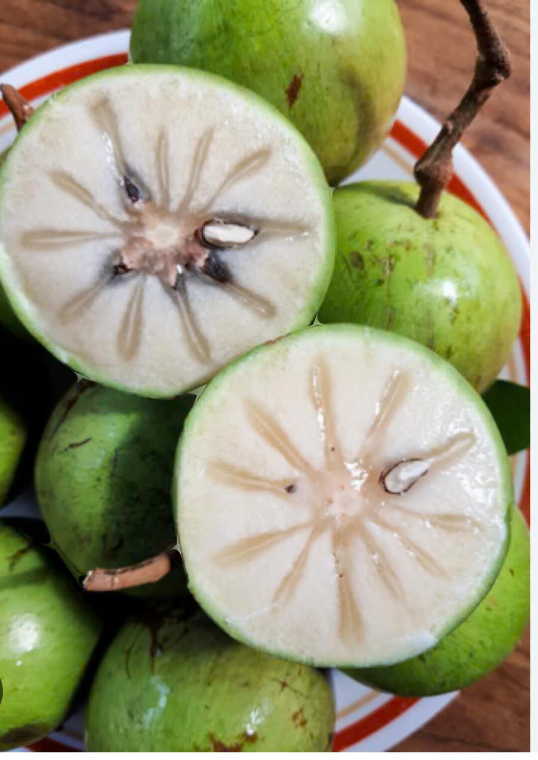 Star Apple Green Caimito Grafted - Etsy