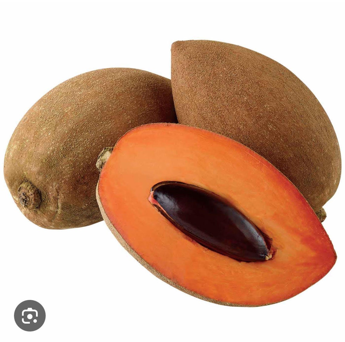 Mamey Sapote Tree - Grafted - Key West 3gl - Etsy