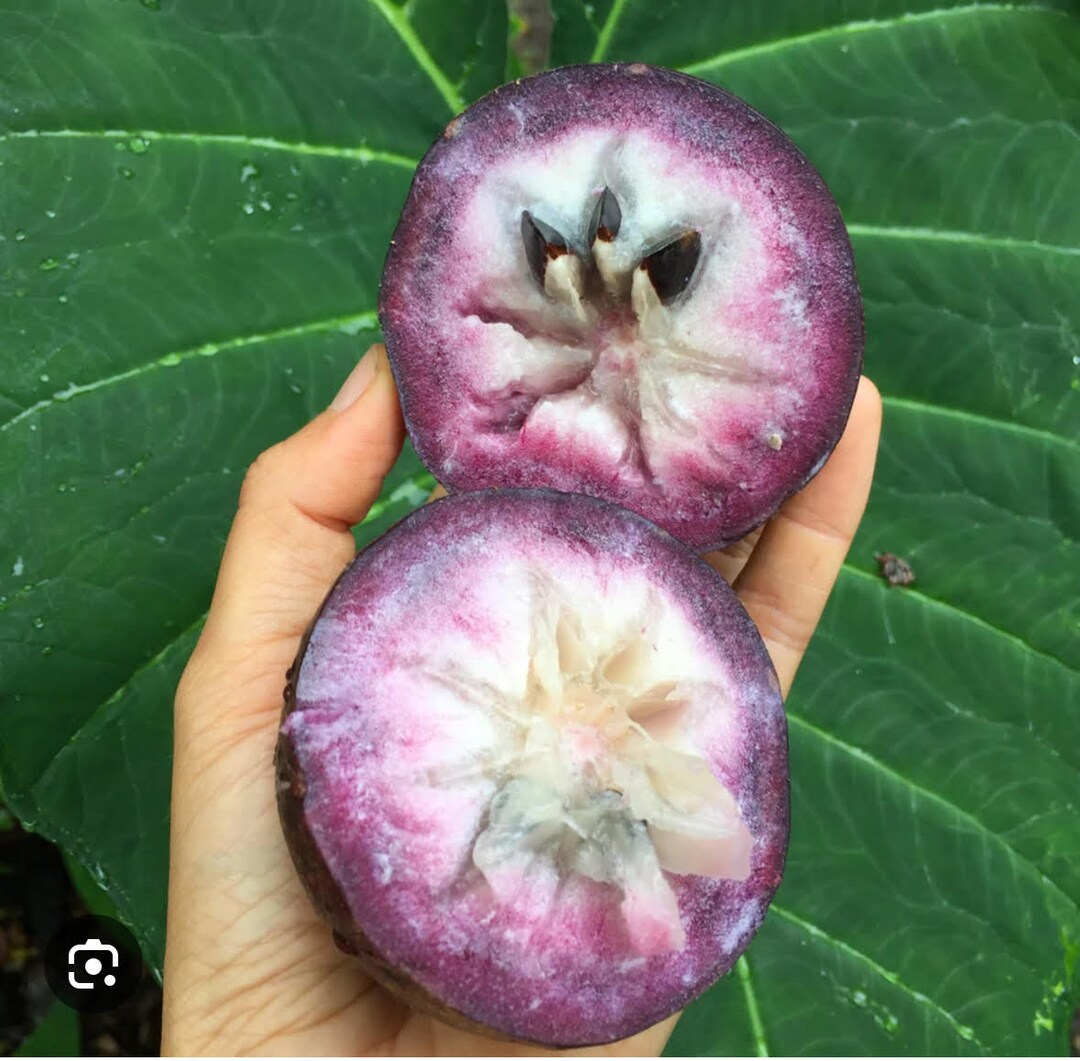 Star Apple Purple - Caimito - Grafted - Etsy