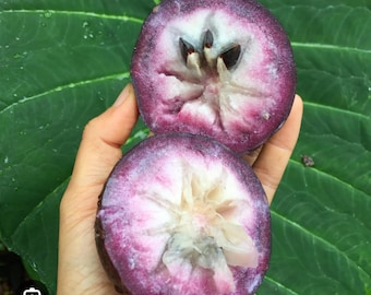Purple Star Apple caimito Air Layered 3-4ft Tall Tree. No Shipping Ca ...