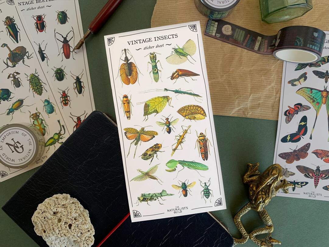 Vintage Insect Sticker Sheet: Entomology Planner Stickers - Etsy