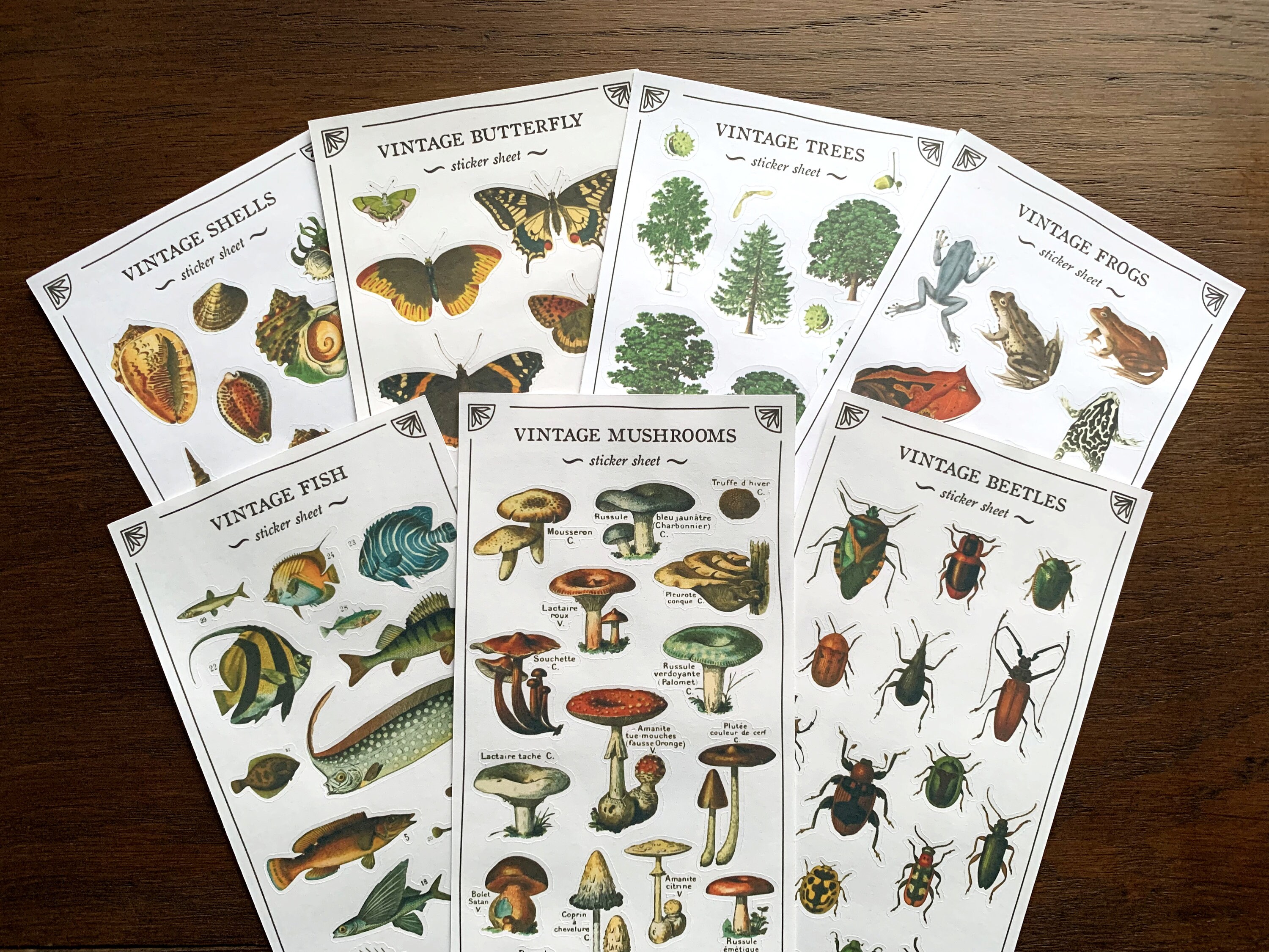 Vintage Beetle Sticker Sheet: Entomology Insect Stickers for Journaling ...