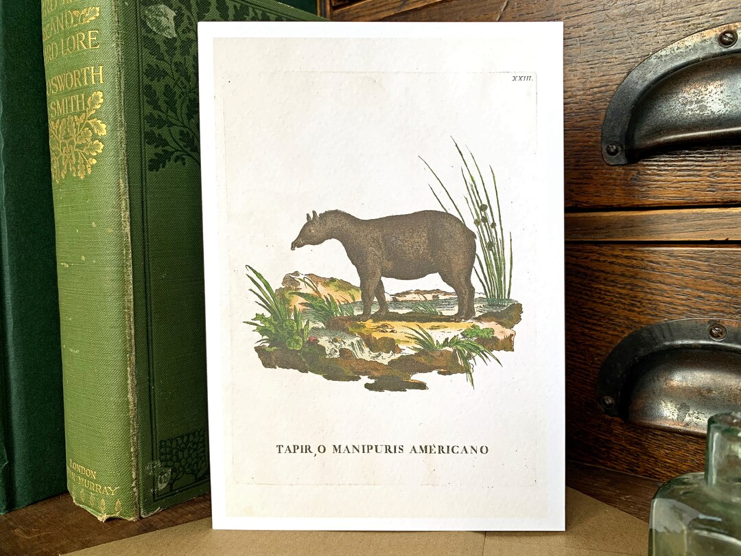 Vintage Tapir Illustration Greetings Card: Natural History Blank Card ...