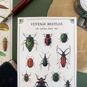 Entomology Vintage Beetle Sticker Sheet, Natural History Insect Bullet ...