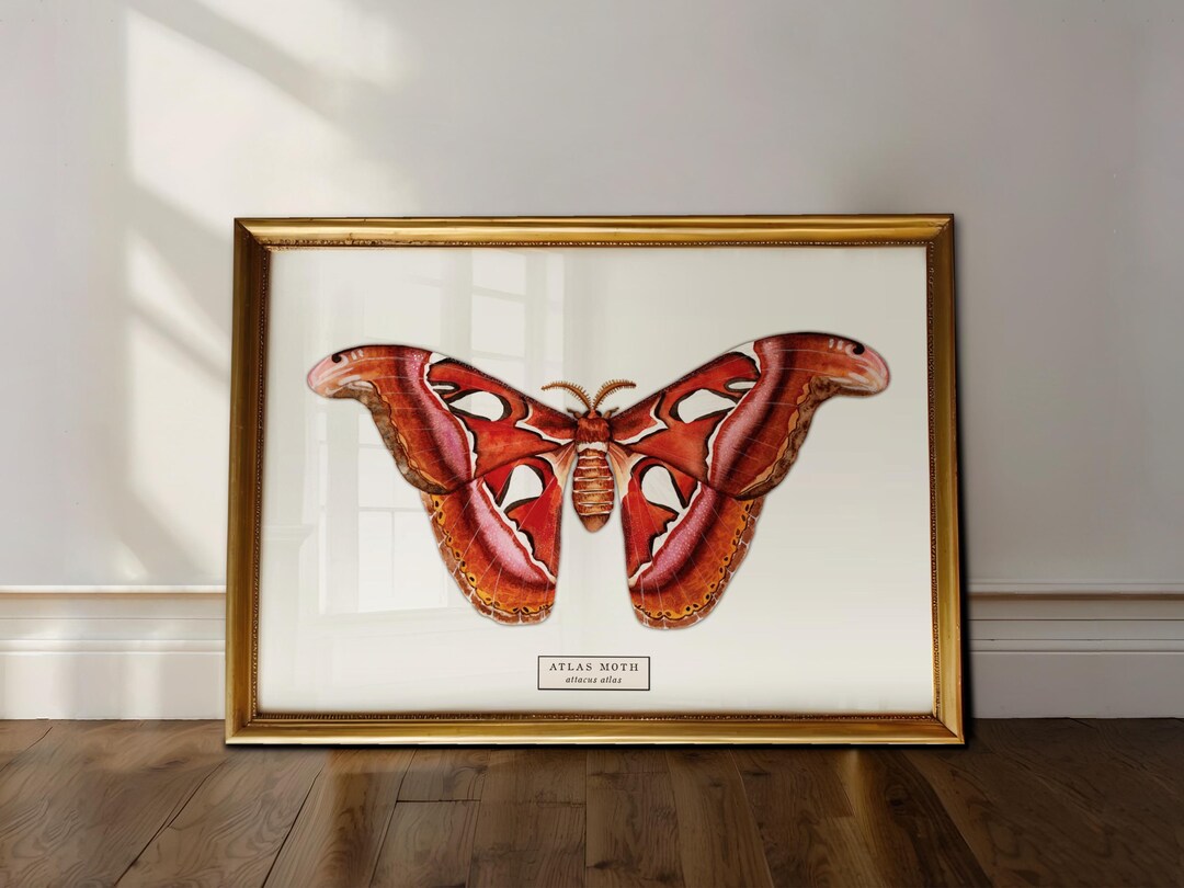 Atlas Moth Art Print: Entomology Illustration, Natural History Style - Etsy