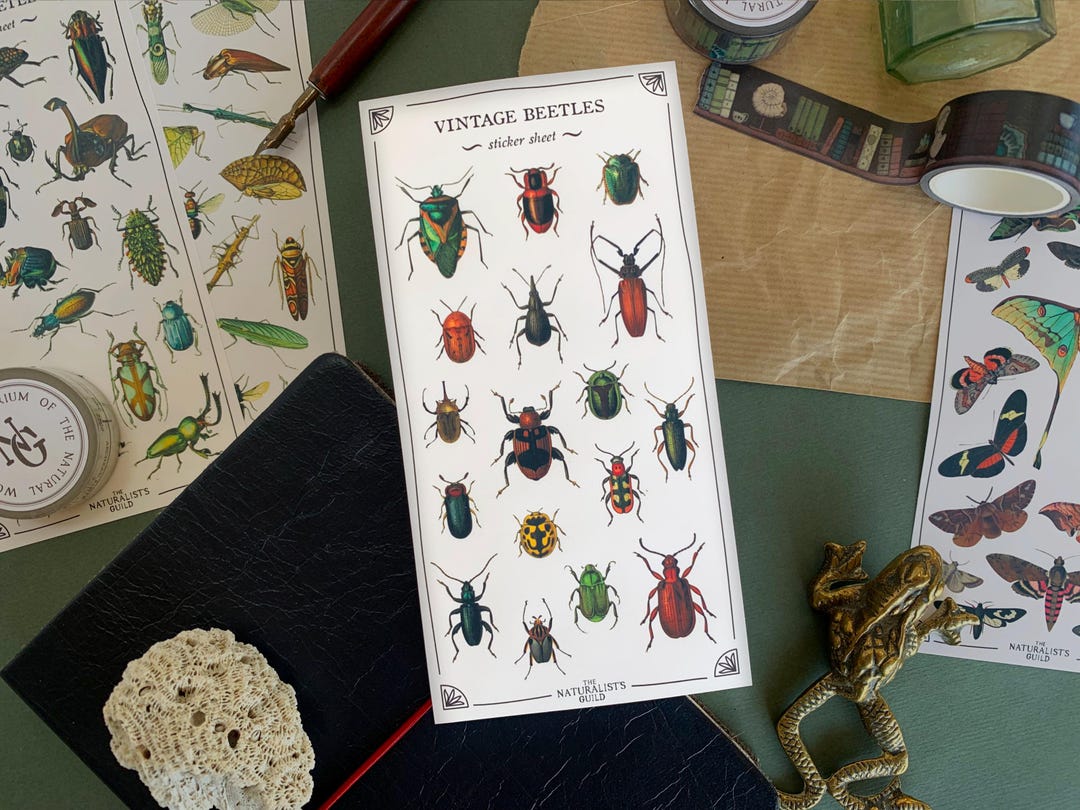 Entomology Vintage Beetle Sticker Sheet, Natural History Insect Bullet ...