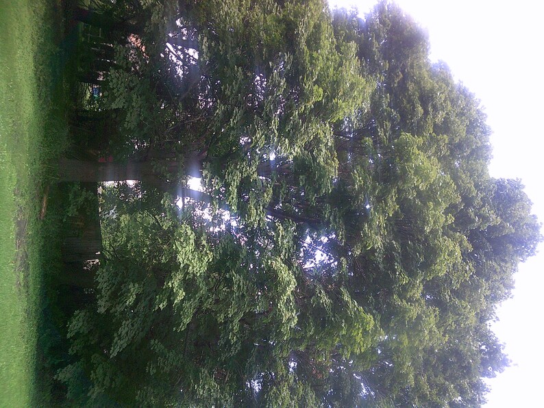 Sugar Maple Saplings up to 48 Inches - Etsy