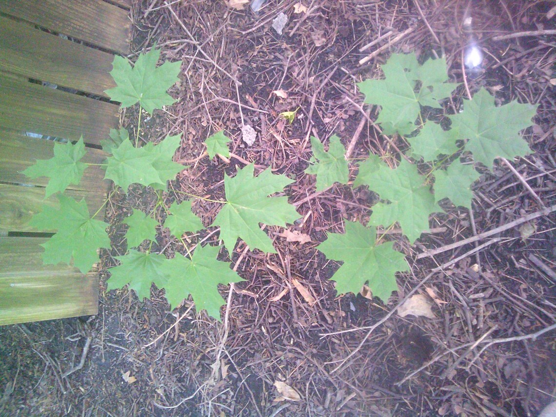 Sugar Maple Saplings up to 48 Inches - Etsy