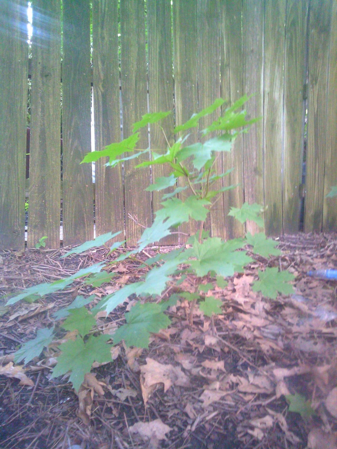 Sugar Maple Saplings up to 48 Inches - Etsy