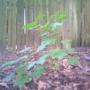 Sugar Maple Saplings up to 48 Inches - Etsy