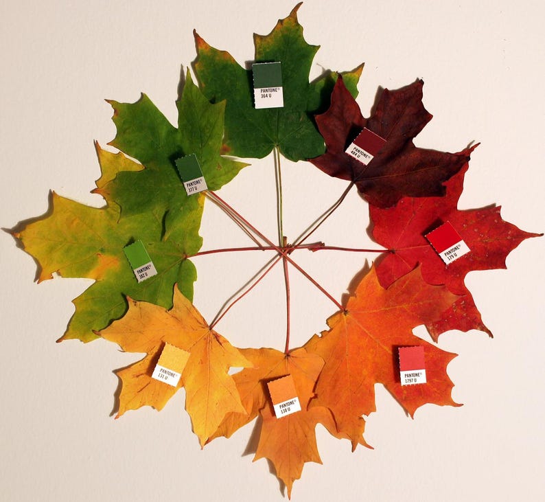 Sugar Maple Saplings up to 48 Inches - Etsy