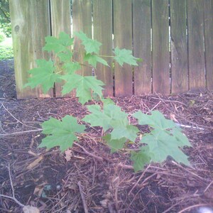 Sugar Maple Saplings up to 48 Inches - Etsy