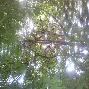 Sugar Maple Saplings up to 48 Inches - Etsy