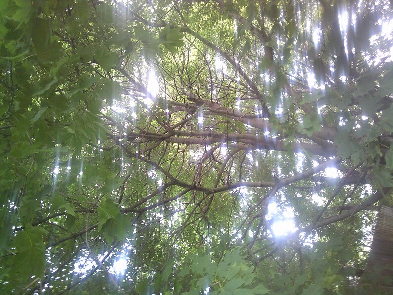 Sugar Maple Saplings up to 48 Inches - Etsy