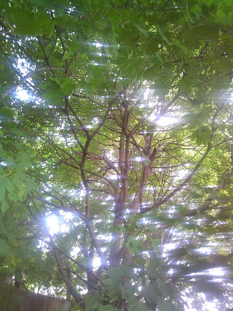 Sugar Maple Saplings up to 48 Inches - Etsy