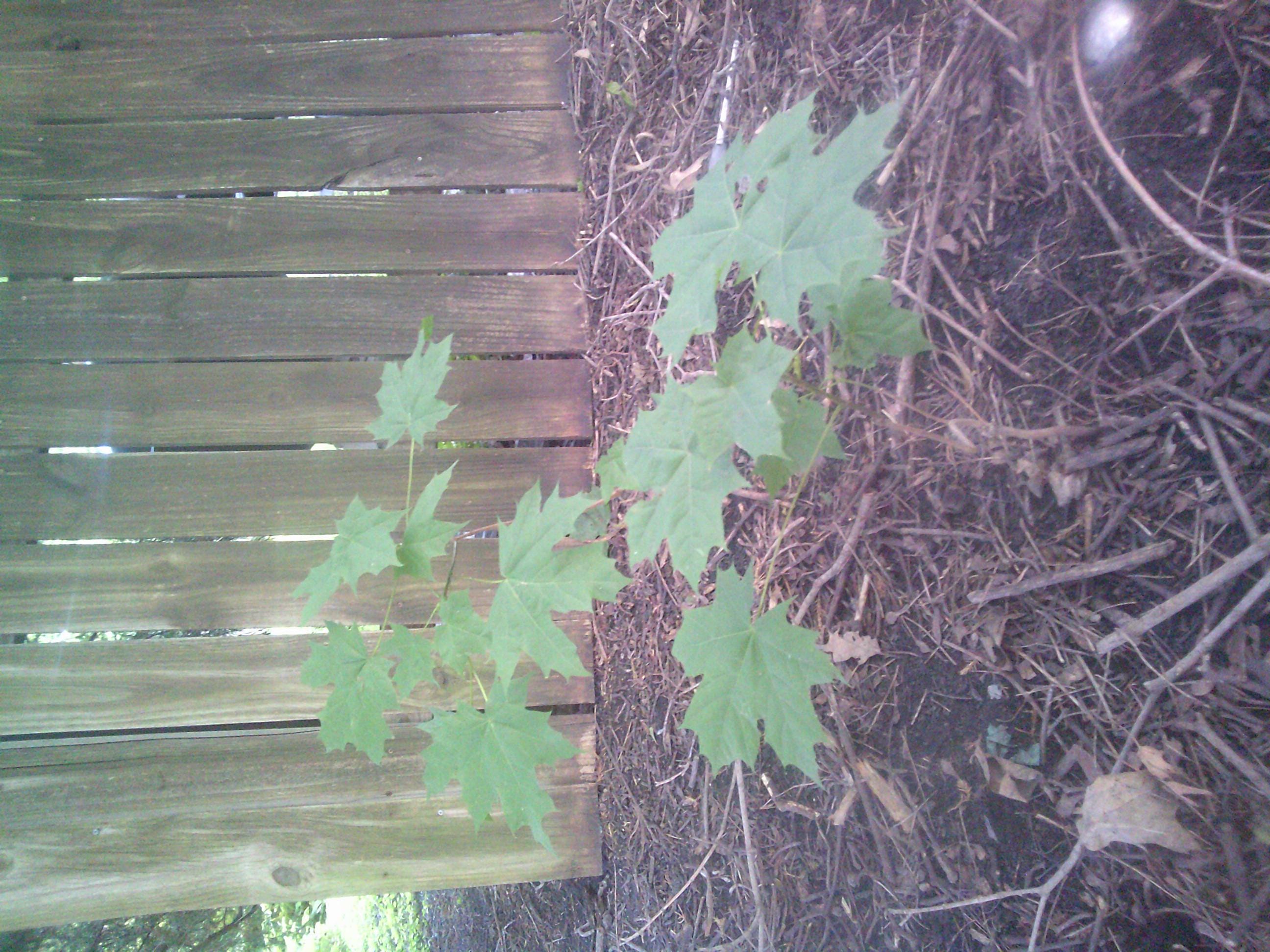 Sugar Maple Saplings up to 48 Inches - Etsy